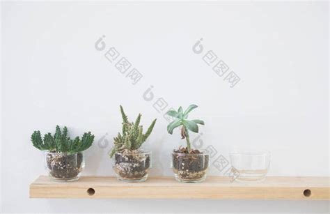 肉质仙人掌植物在锅装饰在木架子上白色墙壁 包图企业站