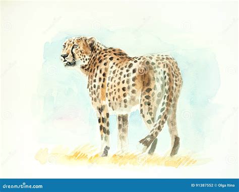 猎豹水彩绘画 库存例证 插画 包括有 打印 少见 图象 快速 绘画 猎豹 大草原 敌意 附庸风雅 91387552