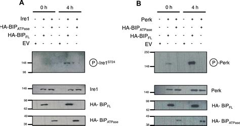 Figures And Data In Noncanonical Binding Of Bip Atpase Domain To Ire1 And Perk Is Dissociated By