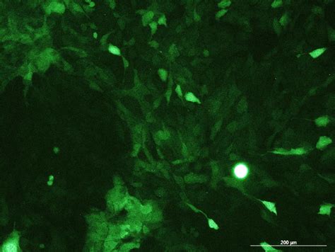 Oricell®pan02 With Luciferase And Gfp