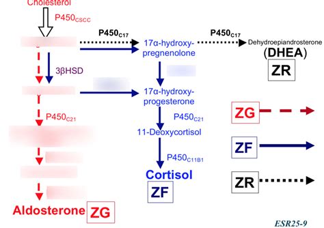 Adrenal Cortex Axis Diagram Quizlet