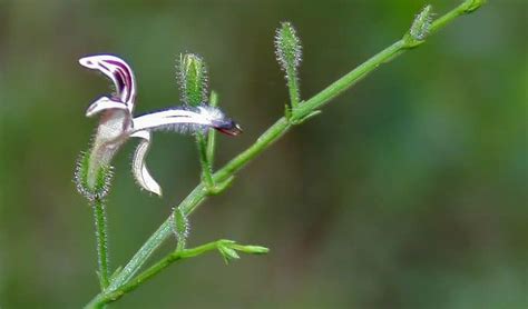 Andrographis Paniculata Uses Benefits And Side Effects