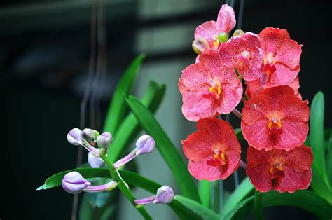 Blume Orchidee Pflanze Kostenloses Foto Auf Pixabay