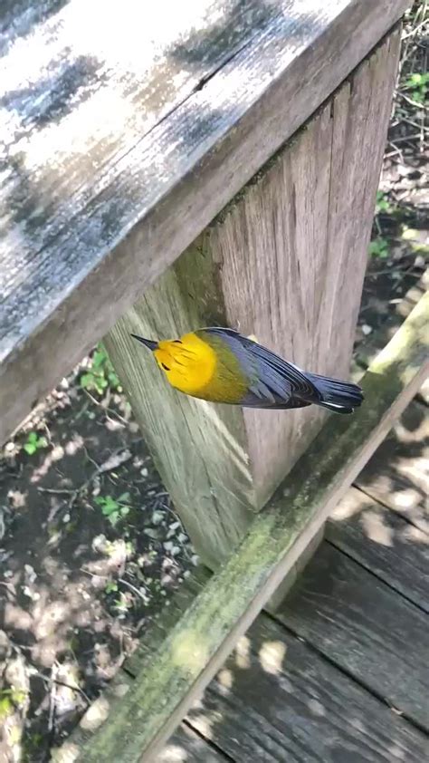 Biggestweekinamericanbirding Prothonotary Warbler Album On Imgur