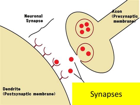 Aqa A Level Biology Nervous Coordination 2015 Specification Teaching Resources