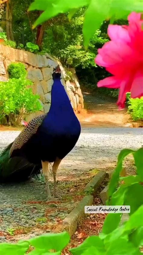 Peacock Singing At Vrindaban 🚩