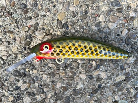 St Lawrence Cream Belly 6h Blue Water Baits
