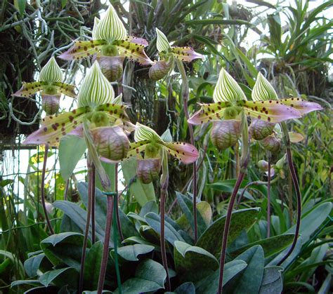 Paphiopedilum Venustumeffetti Controluce Orchidsit