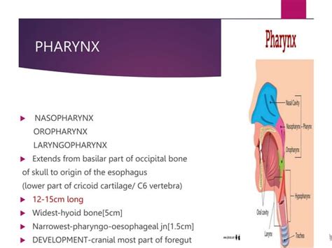 Topic Tracheobronchial Tree Upper Airway Pptx