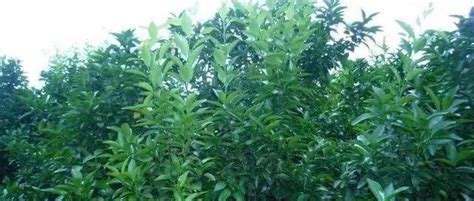 果技精选柑橘有四个主要生长期壮果增糖期管理很关键 时期 营养 产量