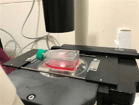 Examination Of The Sample Under The Invert Microscope Download