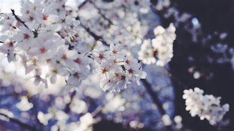 【桜サクラの花言葉】開花時期と見頃の季節は？ Horti 〜ホルティ〜 By Greensnap 桜 サクラ お花 花 植物