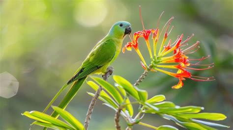 Page 6 19000 Insectivorous Birds Thailand Pictures