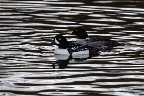 Male And Female Common Toad Stock Photo Image Of Back Wildlife 216287538