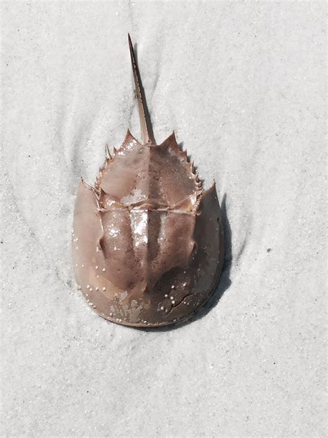 Dead Horseshoe Crab Artofit