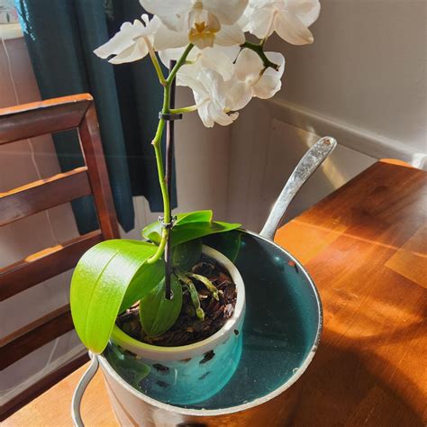 does anyone else do their watering in odd containers r orchids