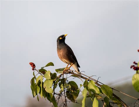 Bird Myna Common Indian Free Photo On Pixabay Pixabay