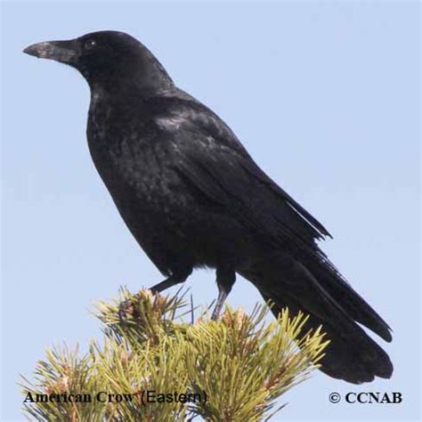 Crow Species