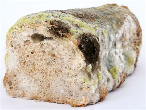 Por qué es tan dificil acabar con el moho