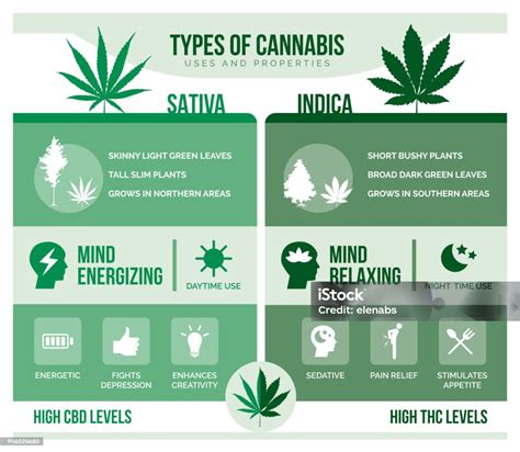 대마초 Sativa와 Indica 마리화나 효능 대마속에 대한 스톡 벡터 아트 및 기타 이미지 대마속 대마초 마리화나