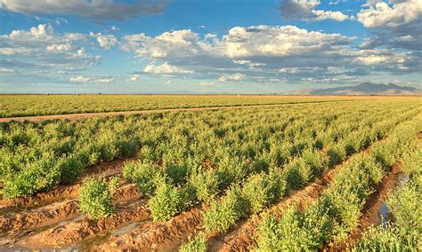 Bridgestone Develops Guayule Shrub As Sustainable Alternative To Rubber