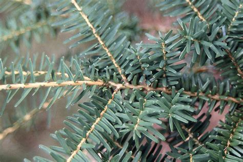 Tsuga Diversifolia Landscape Plants Oregon State University