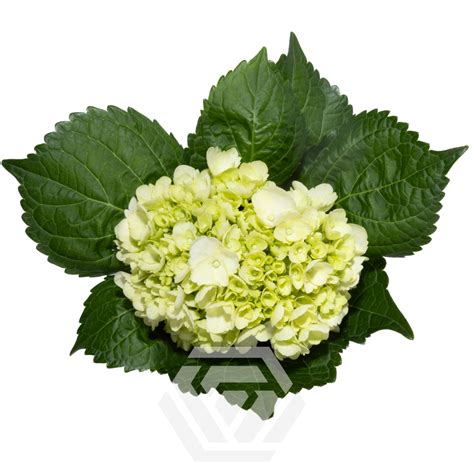 Hydrangea Mini Green Tessa The Finest Flowers