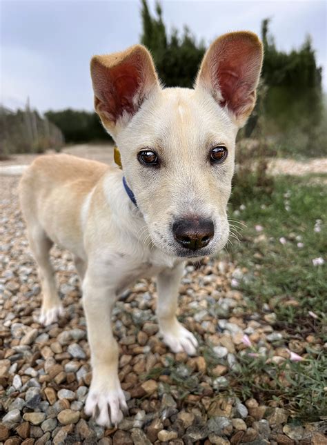 Dylan Galgos Del Sol