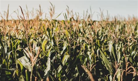 Field Corn Vs Sweet Corn Key Differences