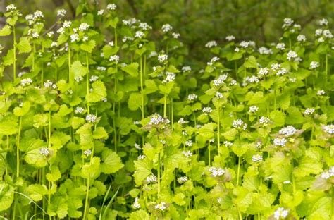 Premium Photo Ground Cover Vegetation