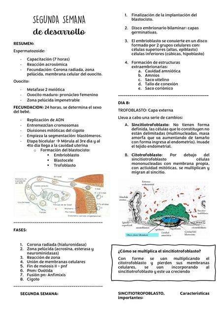 SegundaSemanadelDesarrollo Estefanía Lagos uDocz