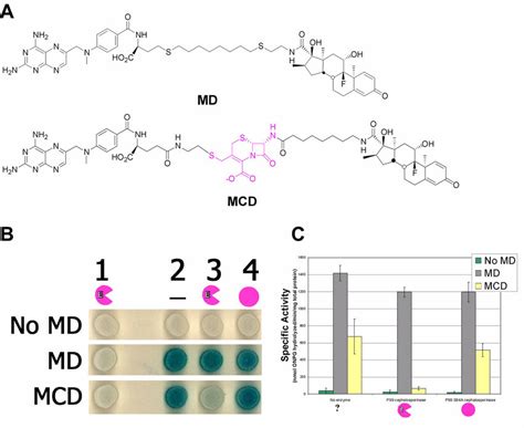 Chemical Complementation Links Enzyme Catalysis To Reporter Gene
