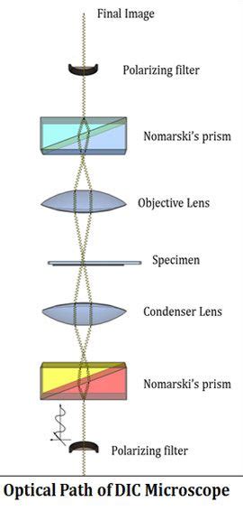 Dic Microscope Light Path Diagram