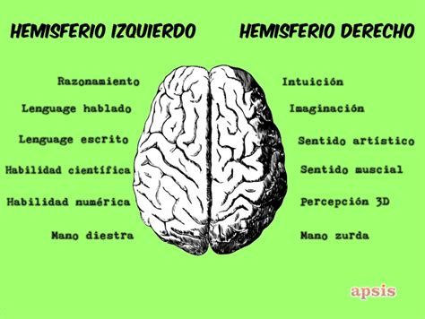 Hemisferio Cerebral Izquierdo Y Derecho Funciones Busco Pareja De 40
