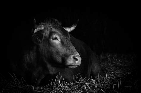 Klebinger – (Fotografie)