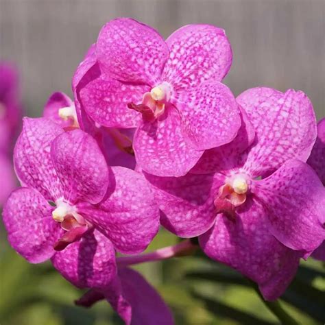 Hot Pink Orchids