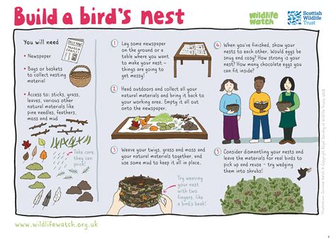 Make A Bird S Nest Learning Zone Scottish Wildlife Trust