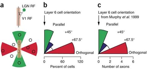 Functional Alignment Of Feedback Effects From Visual Cortex To Thalamus