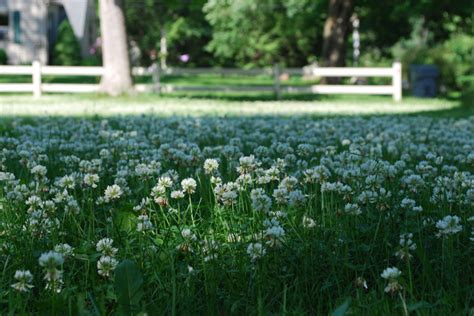Переваги та недоліки газону з білої конюшини Читайте на Ukr Net