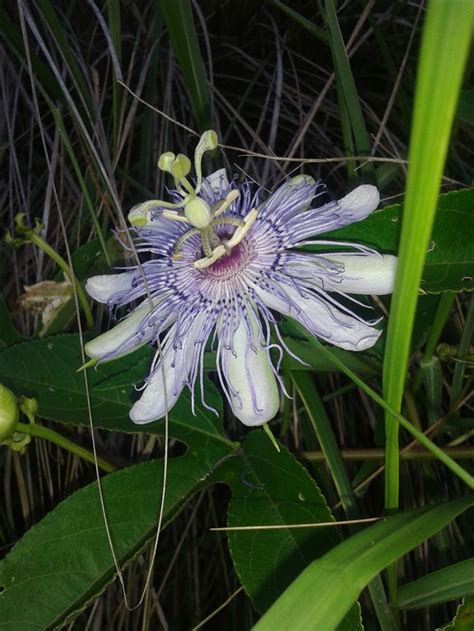 Passion Flower Native To Florida Passion Flower Flowers Nativity