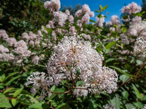 Red Root A Rich History And Richer Health Benefits Wishgarden Herbs
