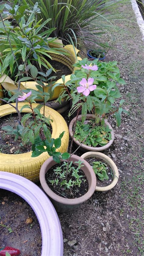 Pokok Bunga Senduduk Melastoma