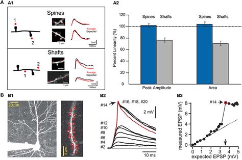 Summation Of Excitatory Uncaging Potentials On Spines And Dendritic
