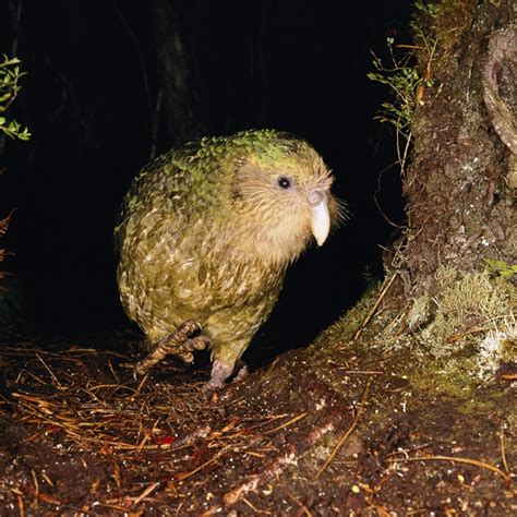 Kakapo Bird