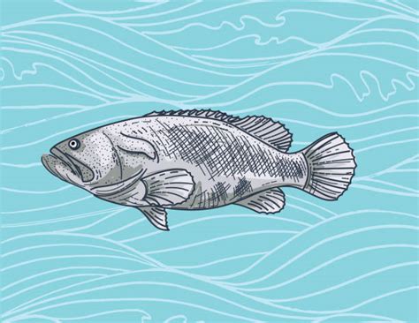 Grouper Illustrations Royalty Free Vector Graphics And Clip Art Istock