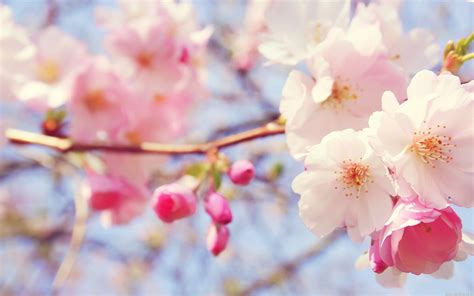 Pink Flowers Hd Wallpapers Top Free Pink Flowers Hd Backgrounds
