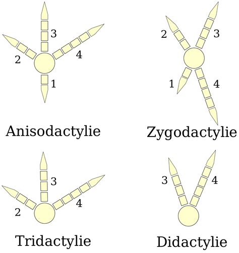 ملفbird Feetssvg المعرفة
