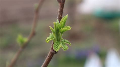 Берите на заметку Чтобы ягода малина была крупной и сладкой вношу в апреле мае такое
