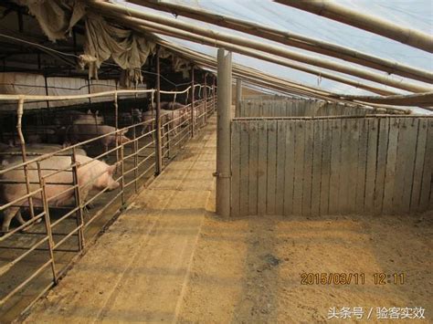董廣林：為什麼他們養豬母豬產後很少得乳房炎？ 每日頭條
