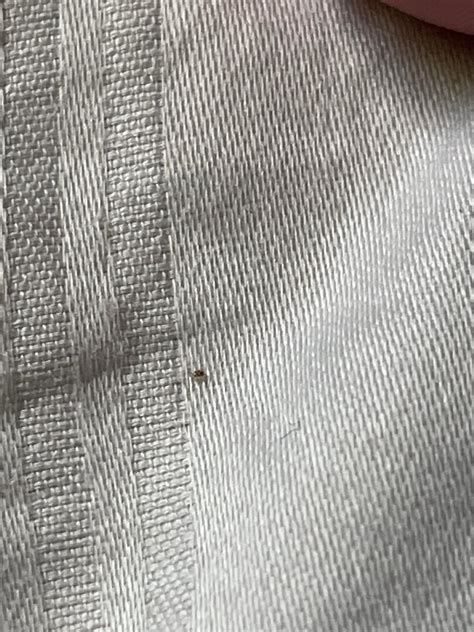 Mite Chigger Or Bed Bug R Bedbugs